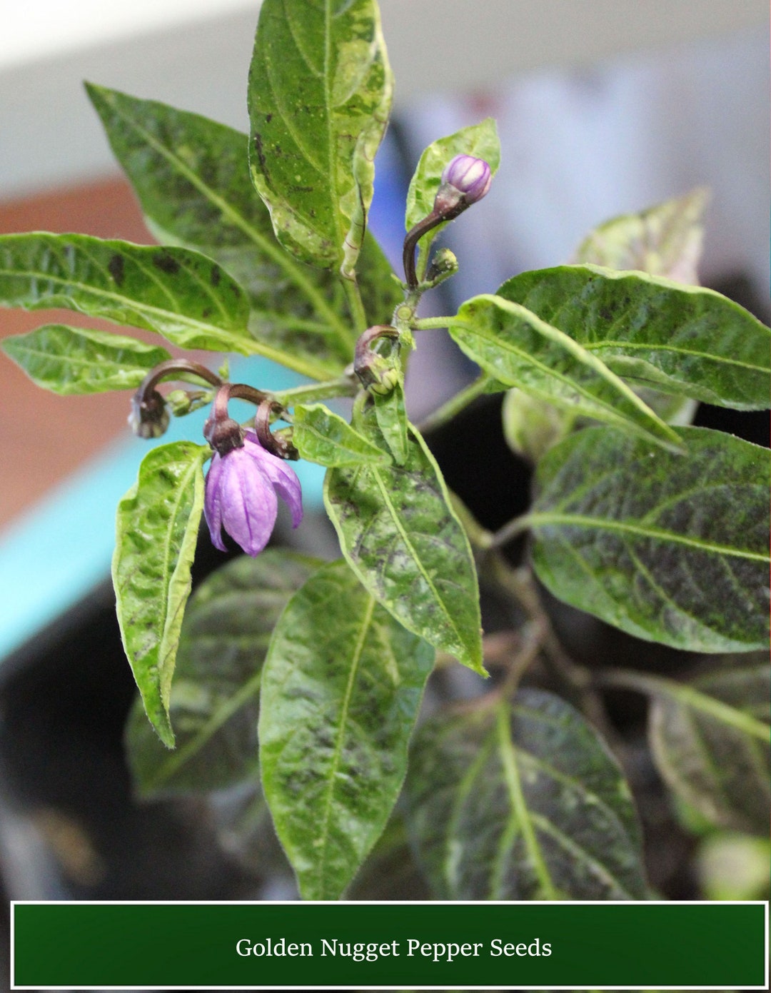 20 Heirloom Pepper Seeds -golden Nugget - -mildy Spicy-save Big on More ...