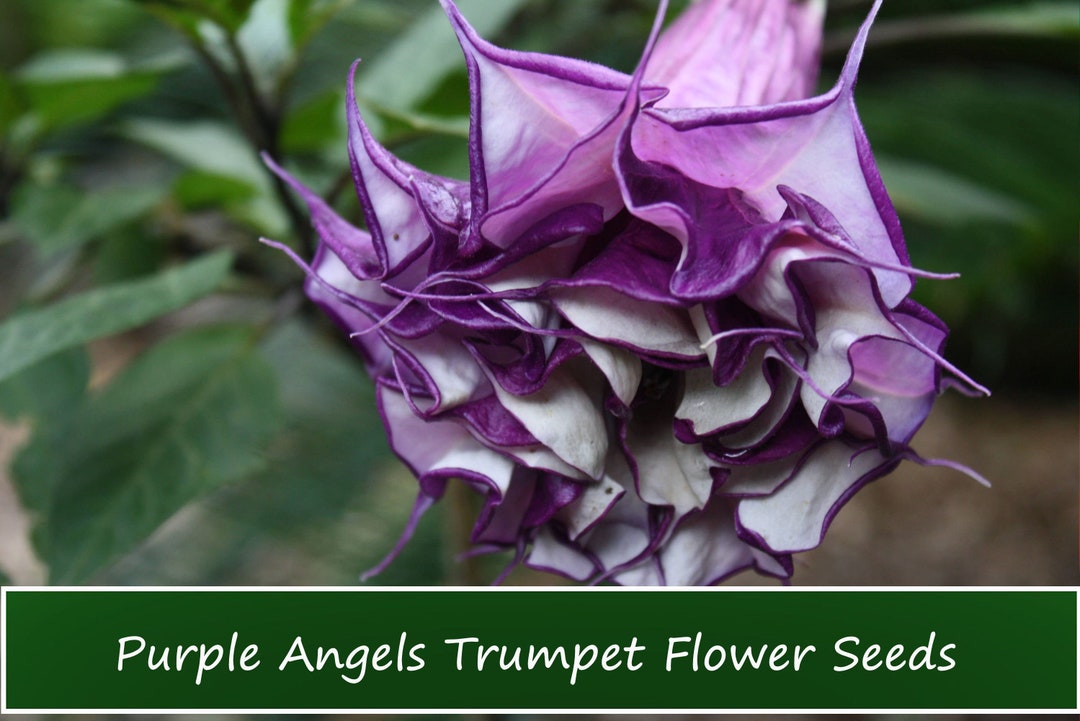 Flower SEEDS - Purple Angels Trumpet- 10 Seeds -tropical Ornamental ...