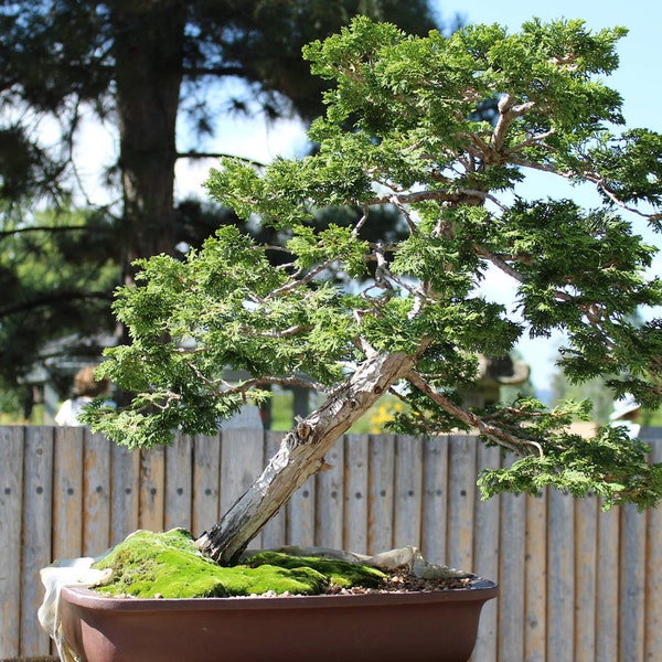 Hinoki Cypress Tree - Etsy