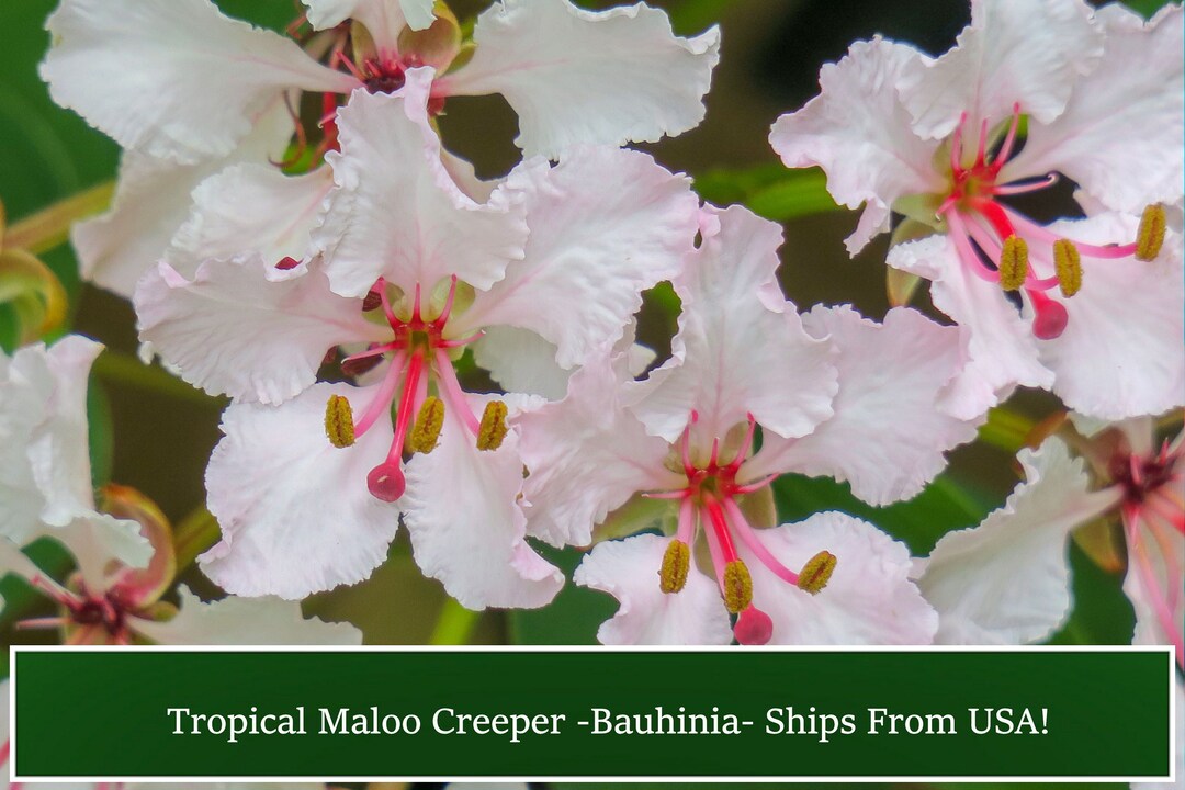 Maloo Creeper Bauhinia Vahlii-5 Seeds-container Gardening tropical Vine ...