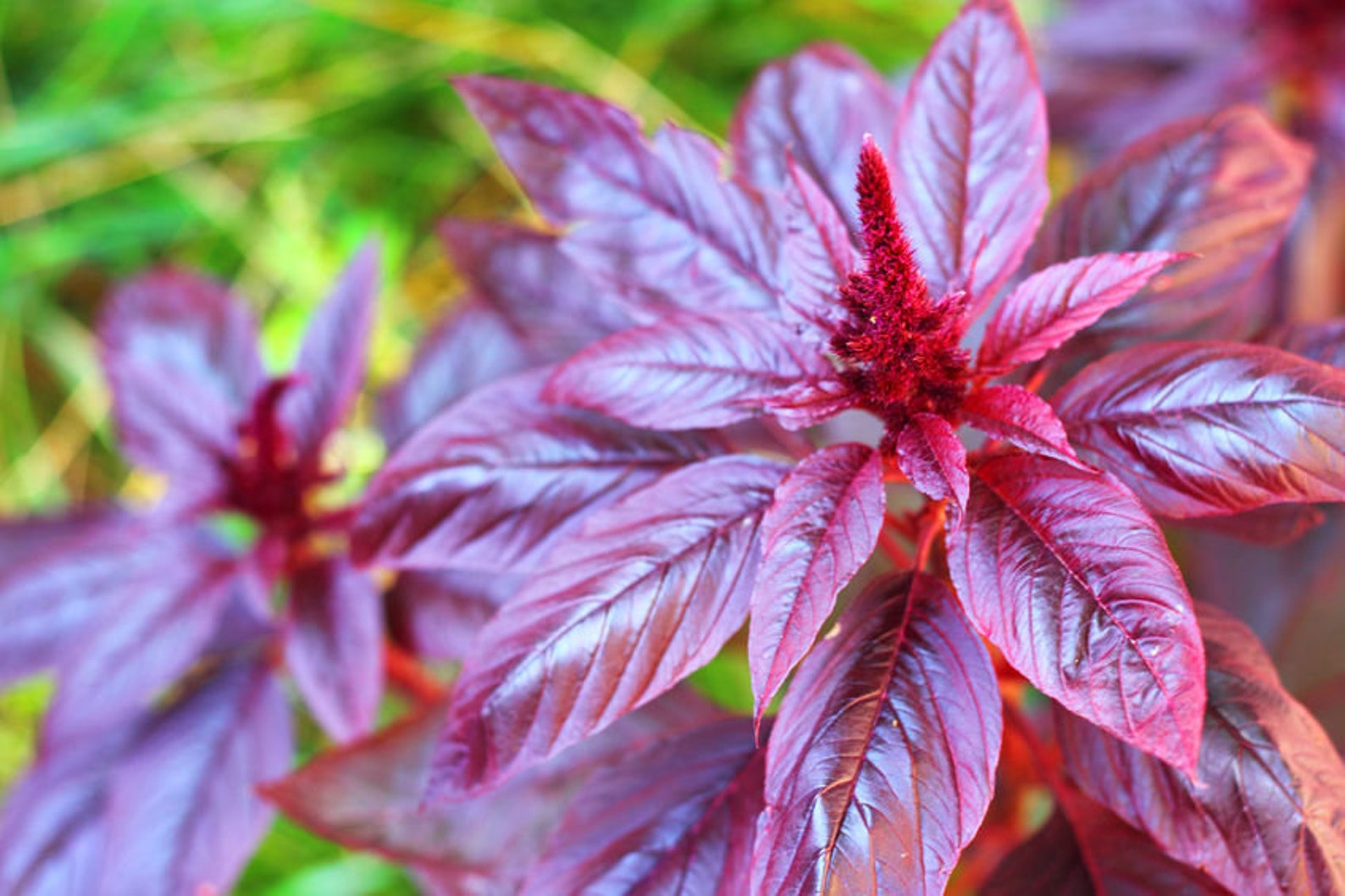 200 Heirloom Purple Grain Amaranth Flower Seeds --amaranthus Cruentus ...