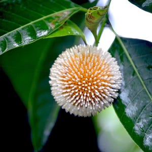 2 Packs of 20 Seeds Each kadam Tree see Description Attracts ...