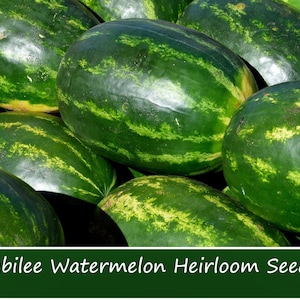 20 Heirloom Watermelon Seeds- Jubilee Watermelon- Save Big on More ...