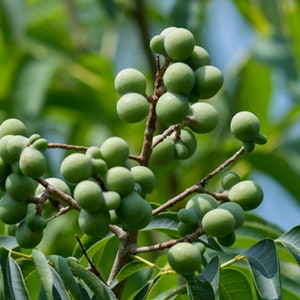 5 Rare Tropical Seeds --soap Nut- Ritha Tree - Sapindus Mukorossi-save ...