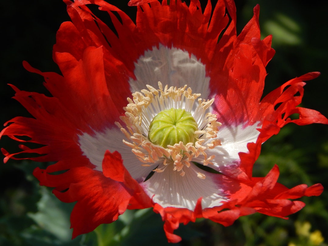 100 Heirloom Flower SEEDS - Danish Flag Poppy 100 Seeds- -red and White ...