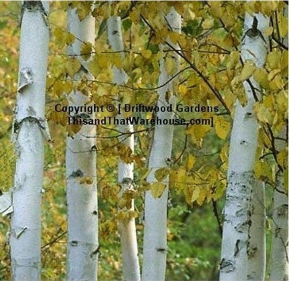 Shinybark Birch Tree Seeds Craft Supplies & Tools Seeds Floral & Garden ...
