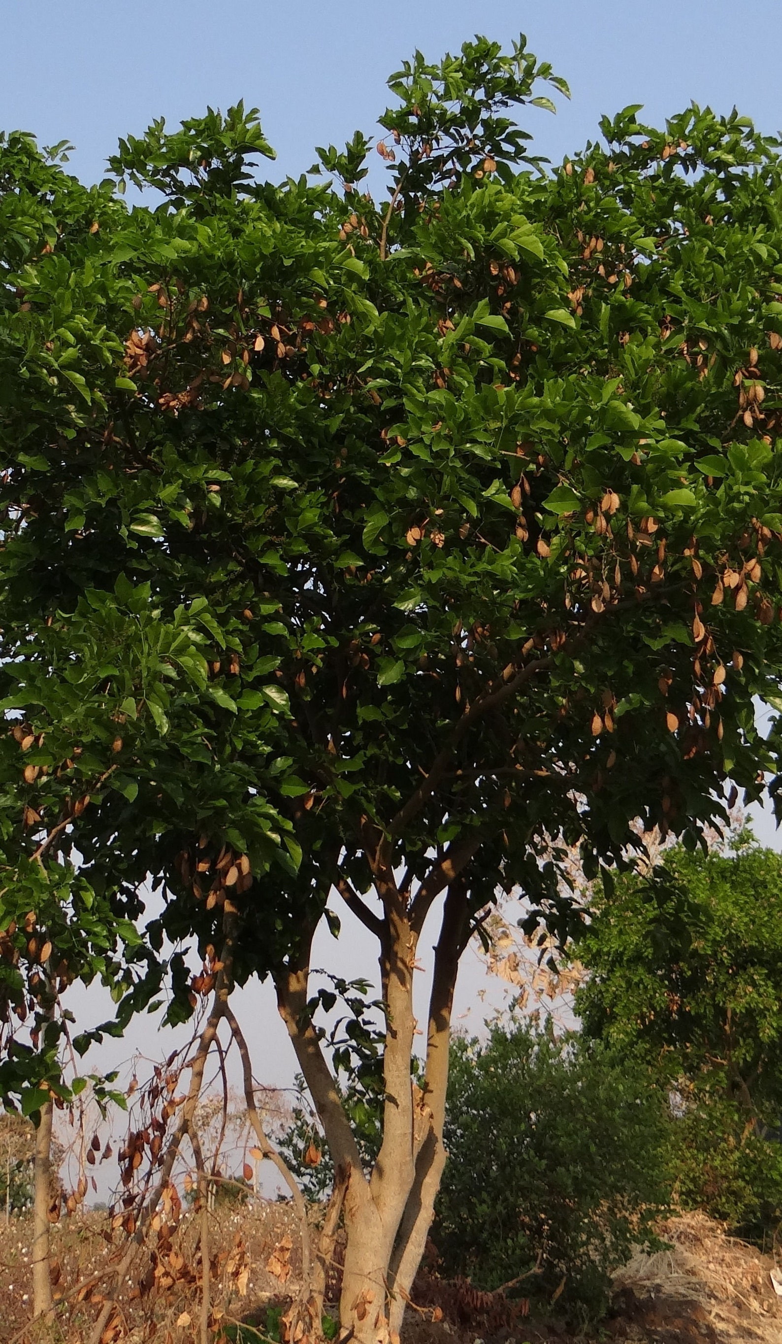5 Tropical Heirloom Millettia Tree Seeds- Pongamia Pinnata - Etsy