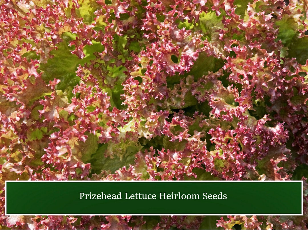Vegetable Seeds prizehead Lettuce 250 Seeds garden Vegetable Heirloom ...