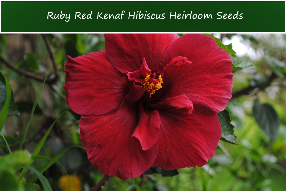 Flower Seeds- Hibiscus Ruby Red Kenaf -10 Seeds! -tropical Hibiscus ...