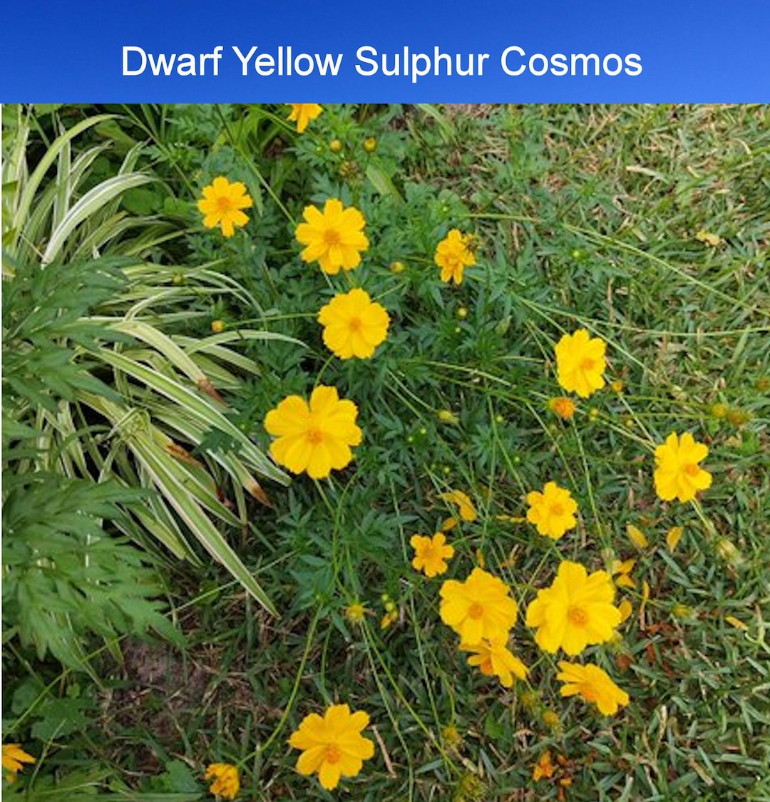 Flower Seeds dwarf Cosmos Sulphur Yellow 50 Seeds Wildflower or Border ...