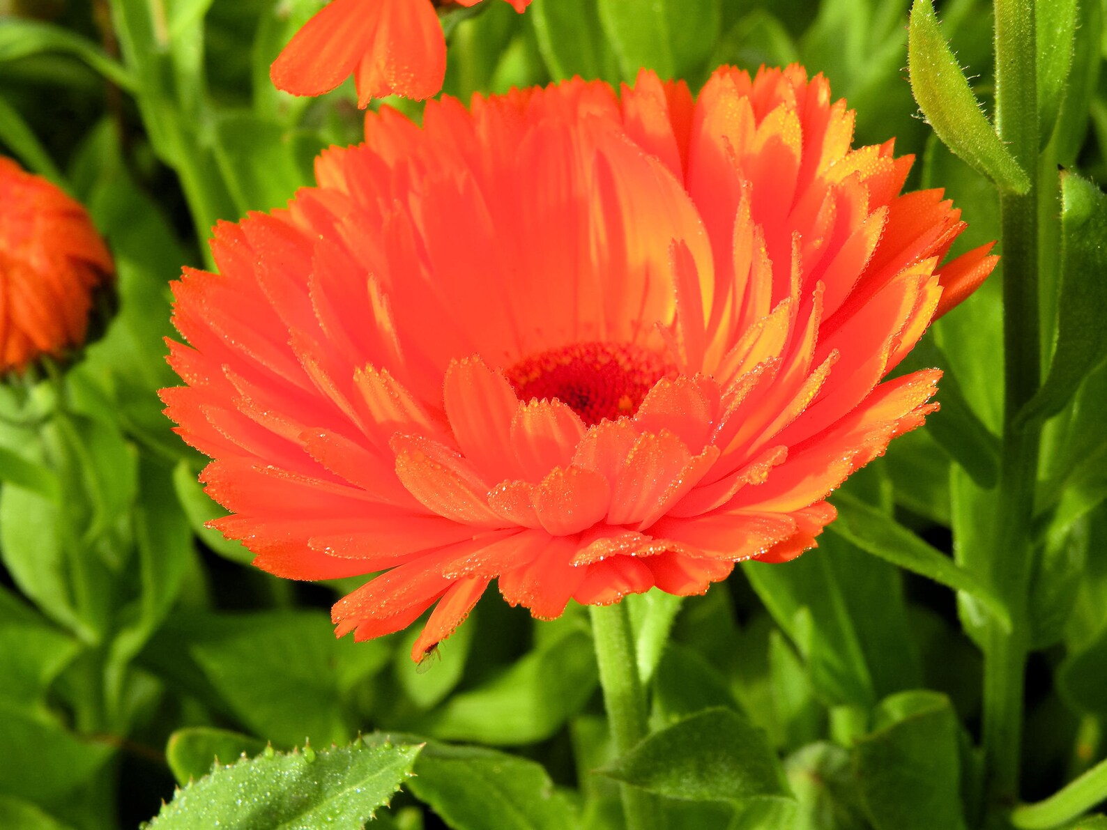 Flower Seeds-calendula Geisha Girl 25 Seeds-orange Flower - Etsy