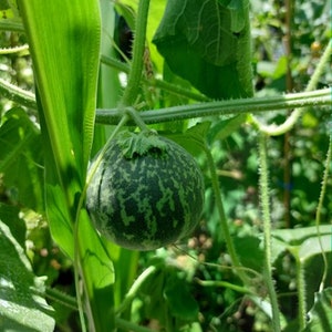 Rare Melon Seeds-tigger Melon 10 Seeds small Juicy Sweet vegetable ...