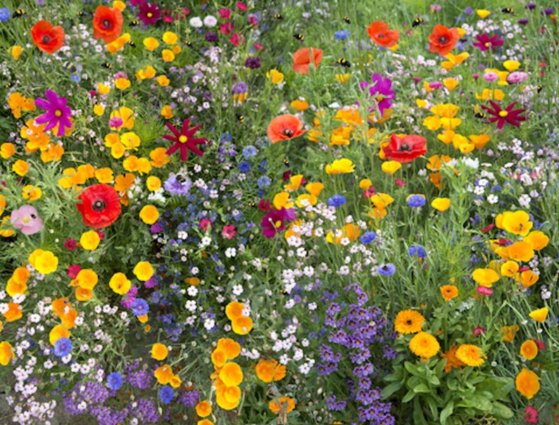 500 Heirloom Flower Seeds -serendipity's Pollinator Wildflower Garden ...