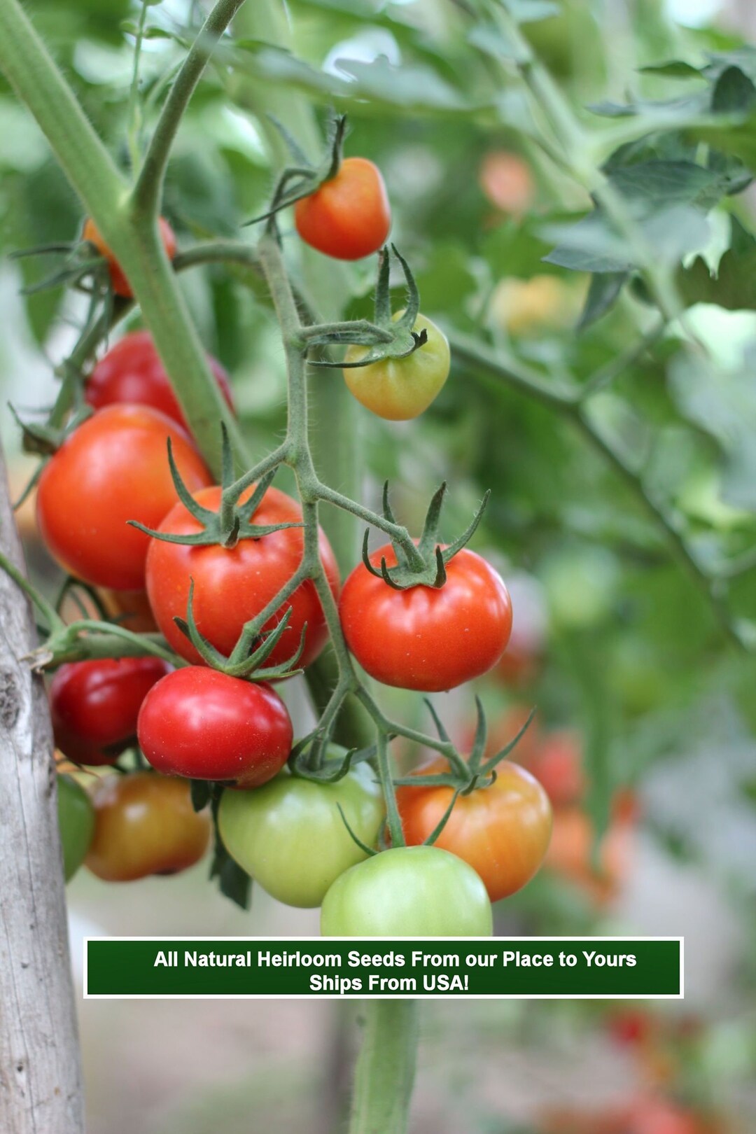 Floradade Tomato 20 Seeds good for Sauce and Fresh Salads Good Slicer ...