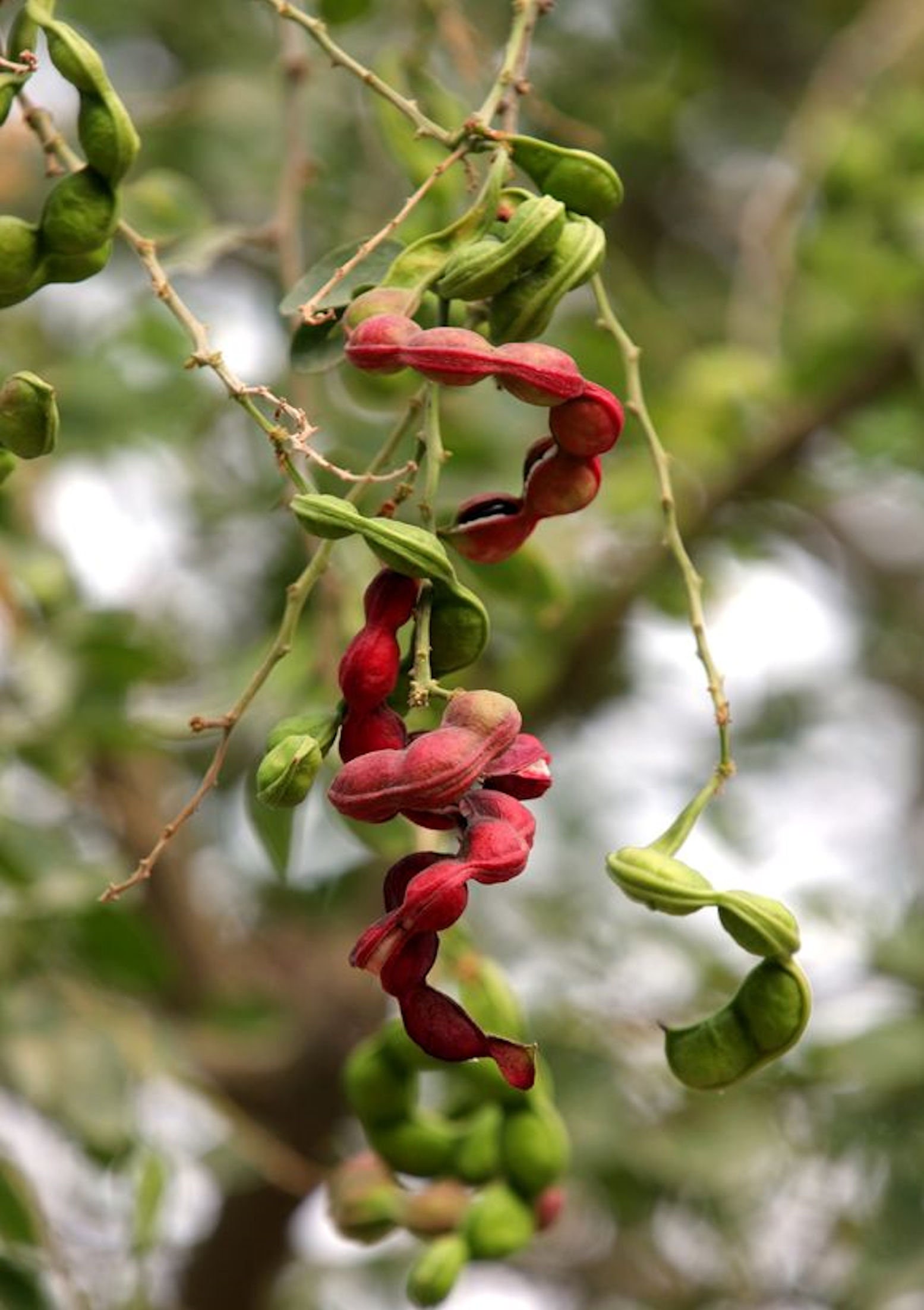 Green Tamarind Fruit