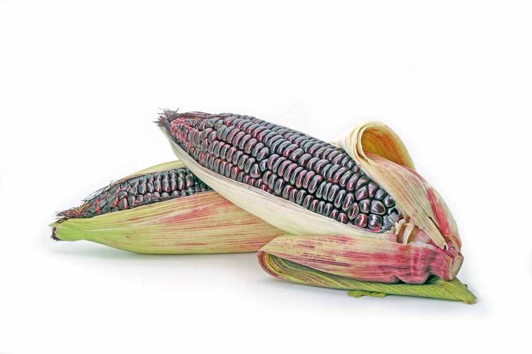 100 Heirloom Vegetable Seeds -blue Clarage Corn- Blue Ornamental ...