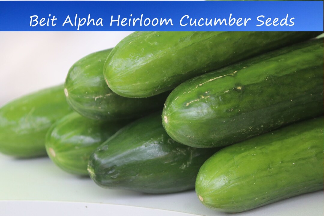 20 Heirloom Vegetable Cucumber Seeds -beit Alpha -great Slicing Variety ...