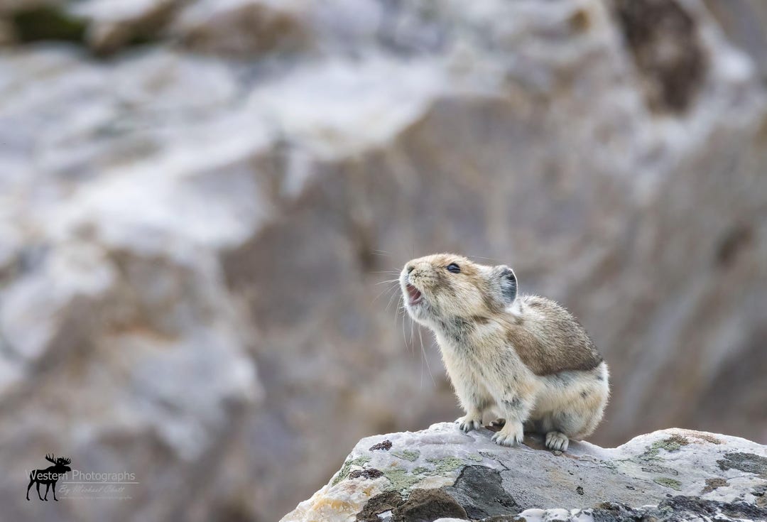 American Pika 4 Horizontal Photograph - Etsy