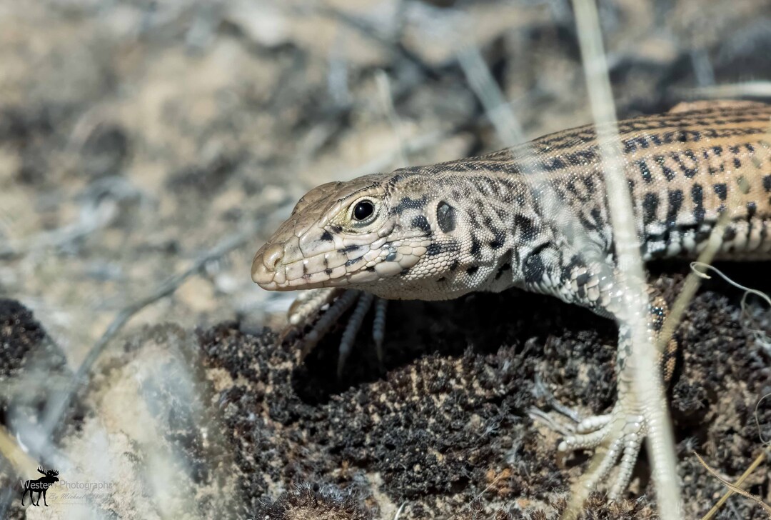 Western Whiptail Lizard 2 Horizontal Photograph - Etsy