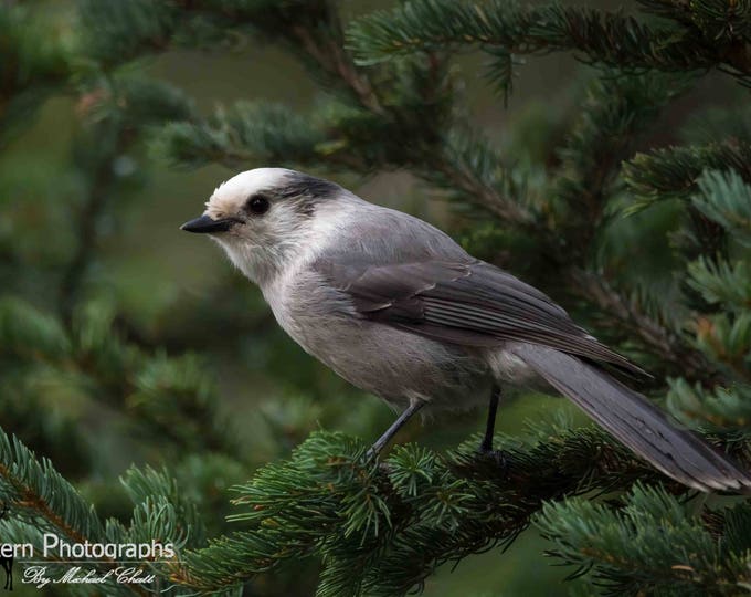 Gray Jay Art Print Canada Jay Whisky Jack Grey Jay Ornithology Art ...