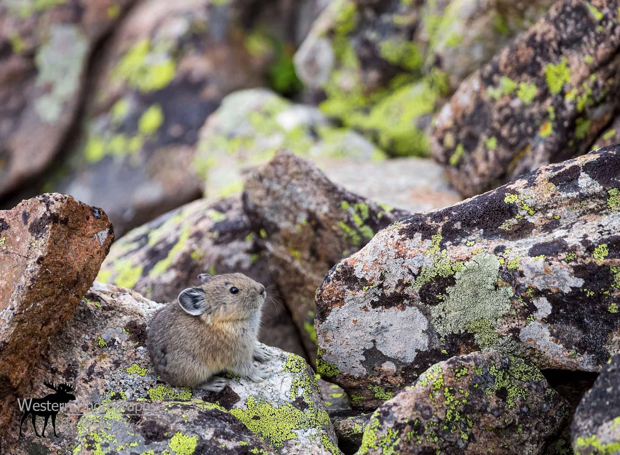 Baby Pikas