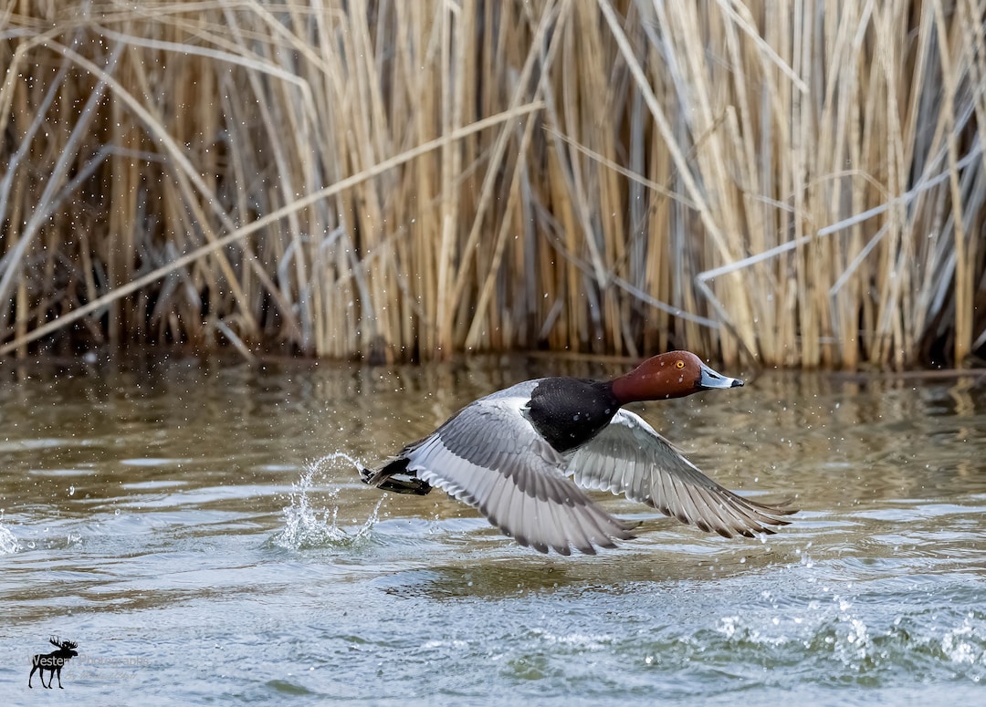 Redhead Duck Horizontal Photograph - Etsy