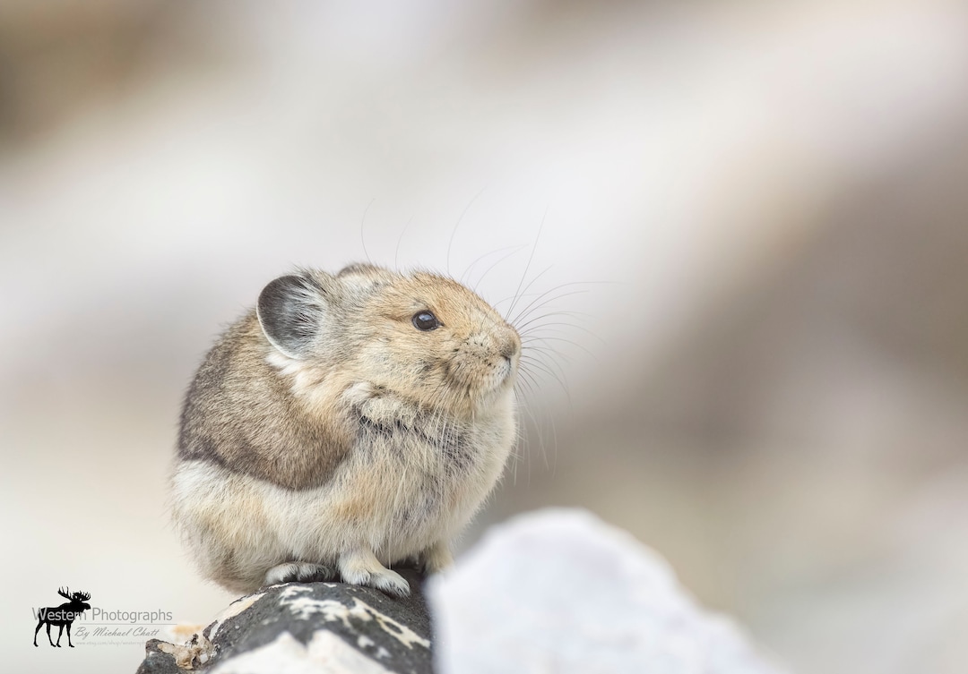 American Pika 5 Horizontal Photograph - Etsy