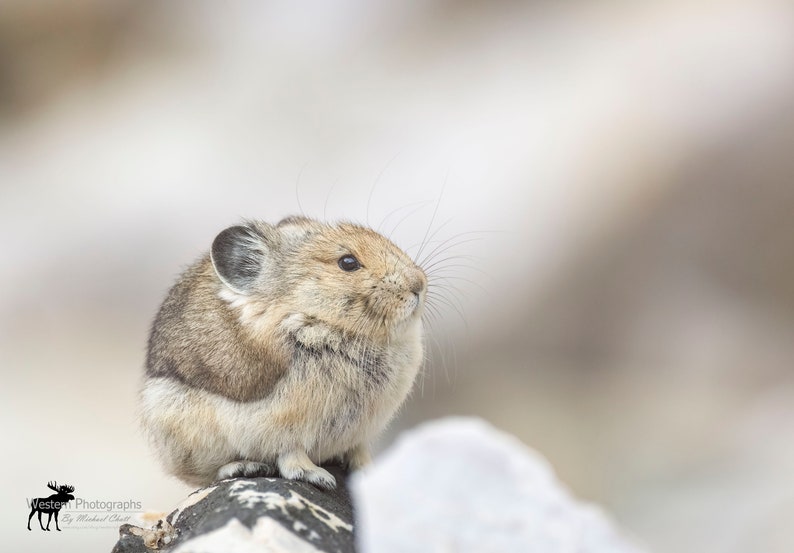 American Pika 5 Horizontal Photograph - Etsy