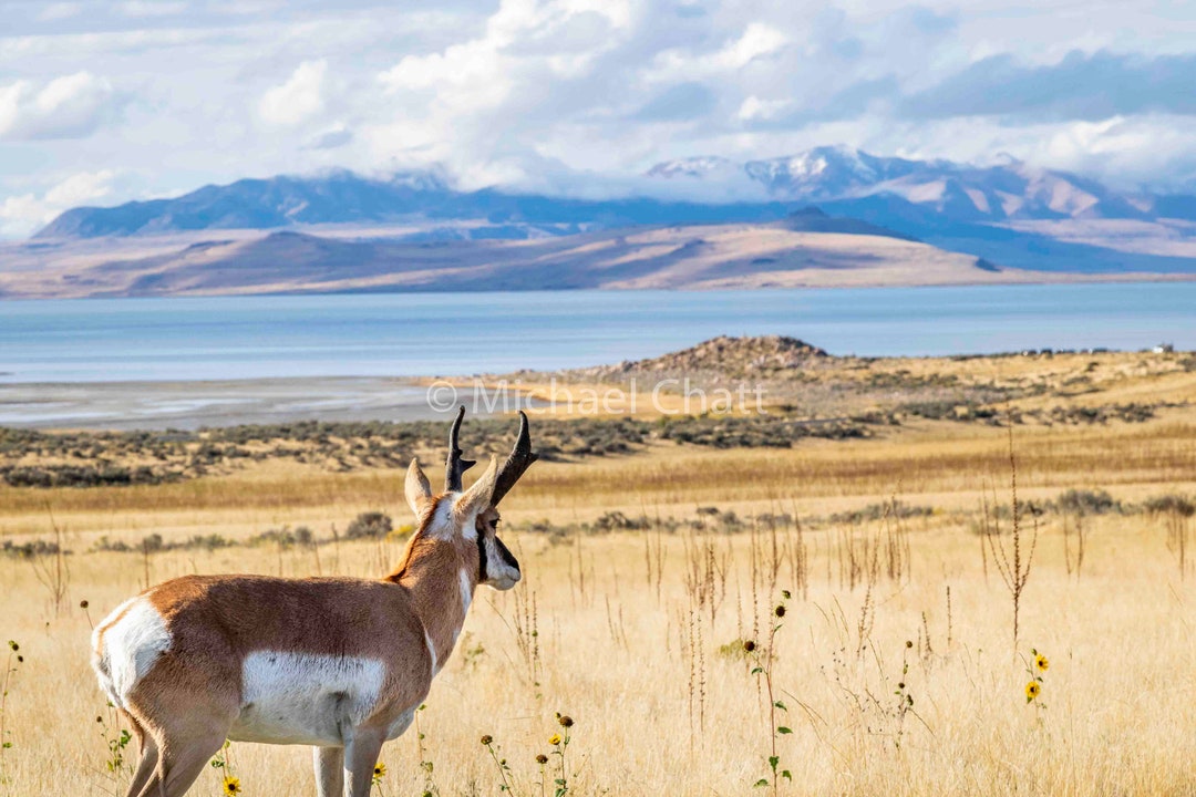 Pronghorn Antelope 2 Horizontal Photograph - Etsy