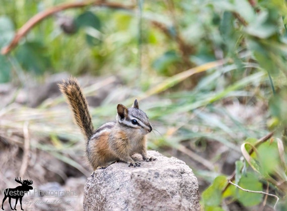Western Chipmunk