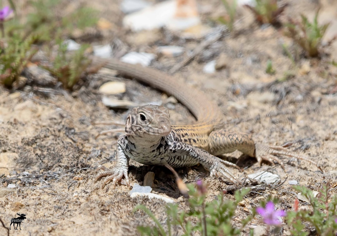 Western Whiptail Lizard 1 Horizontal Photograph - Etsy