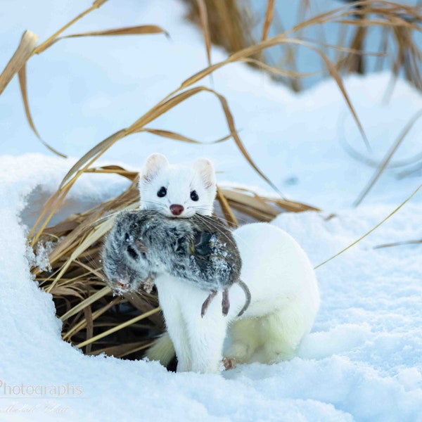 Ermine - Etsy