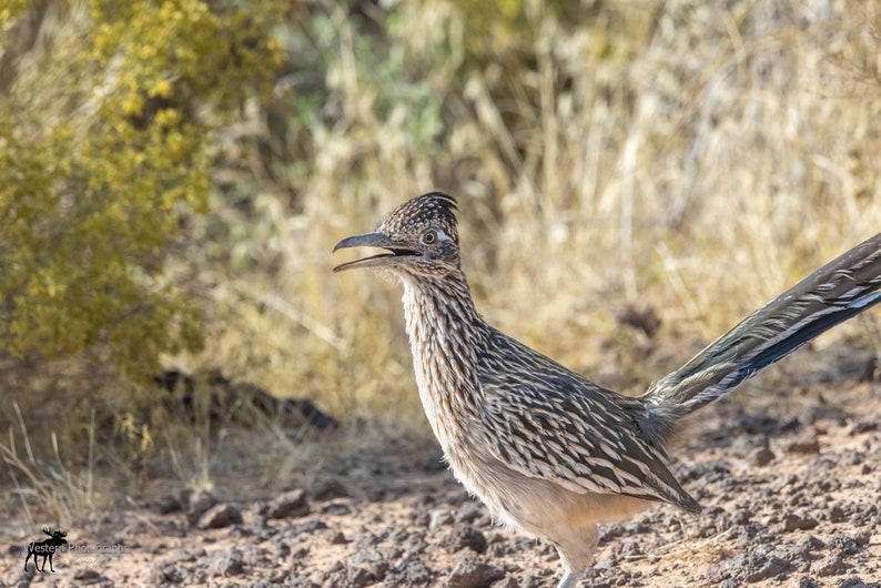 Greater Roadrunner Horizontal Photograph - Etsy