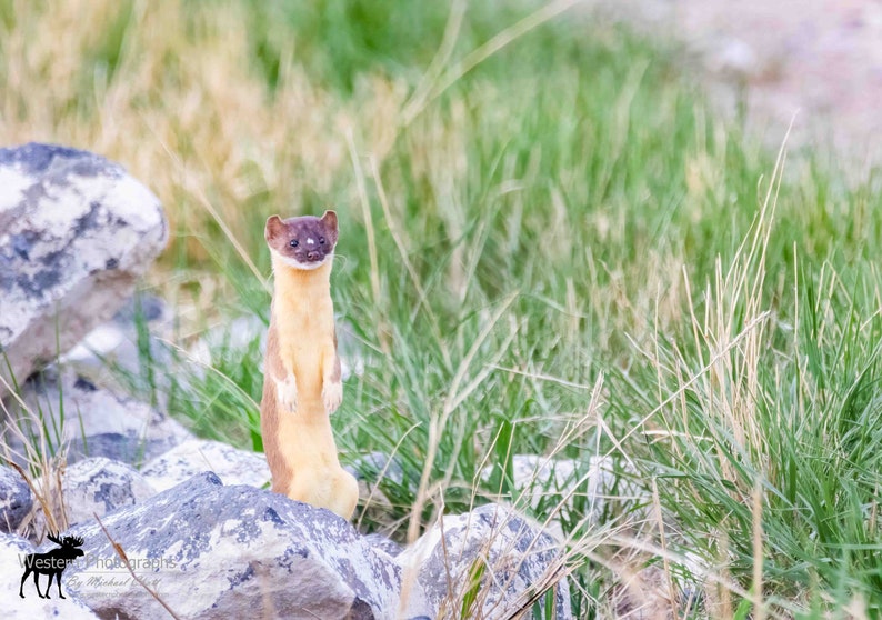 Weasel Horizontal Photograph - Etsy