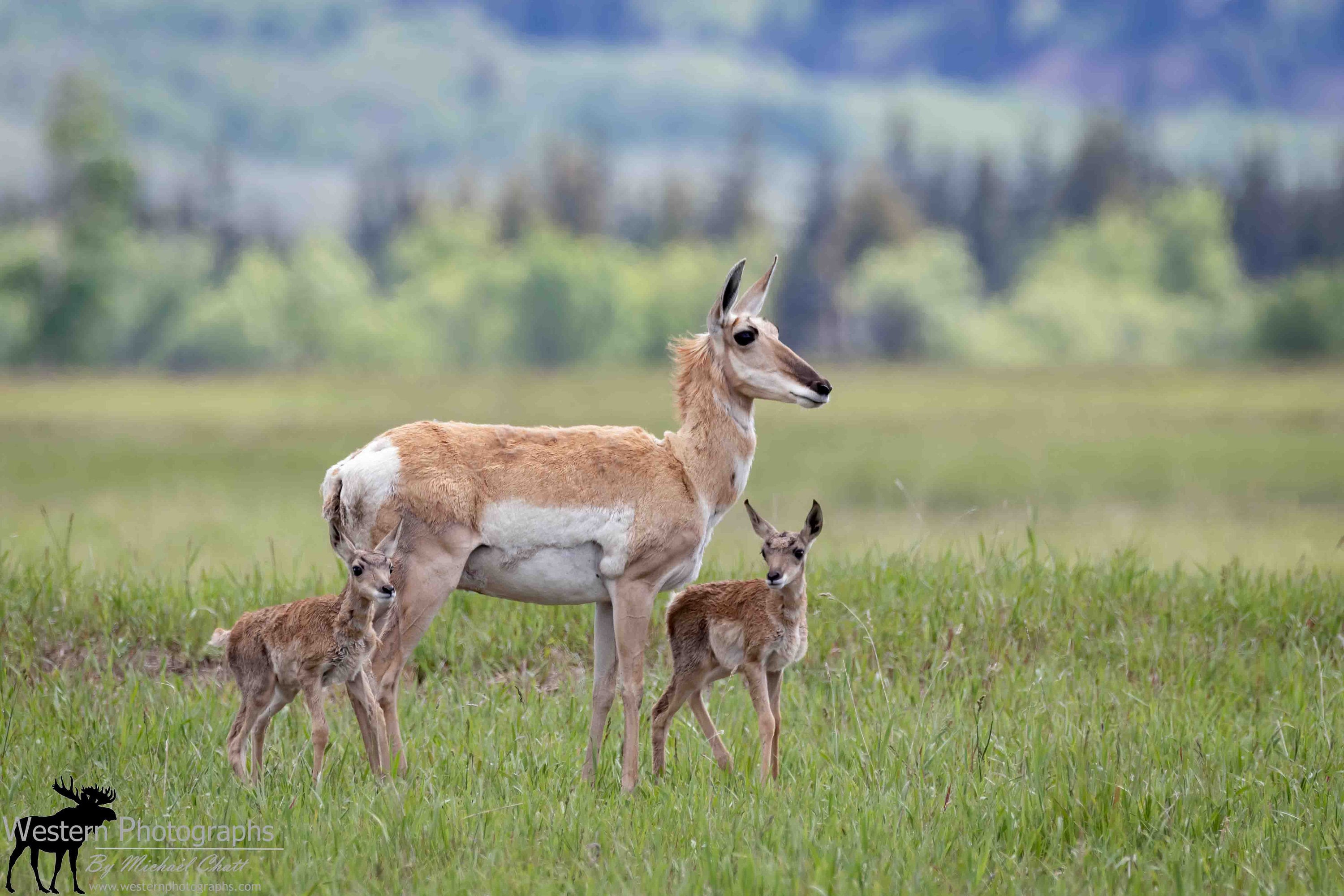 Pronghorn Antelope Mother and Babies 2 Horizontal Photograph - Etsy