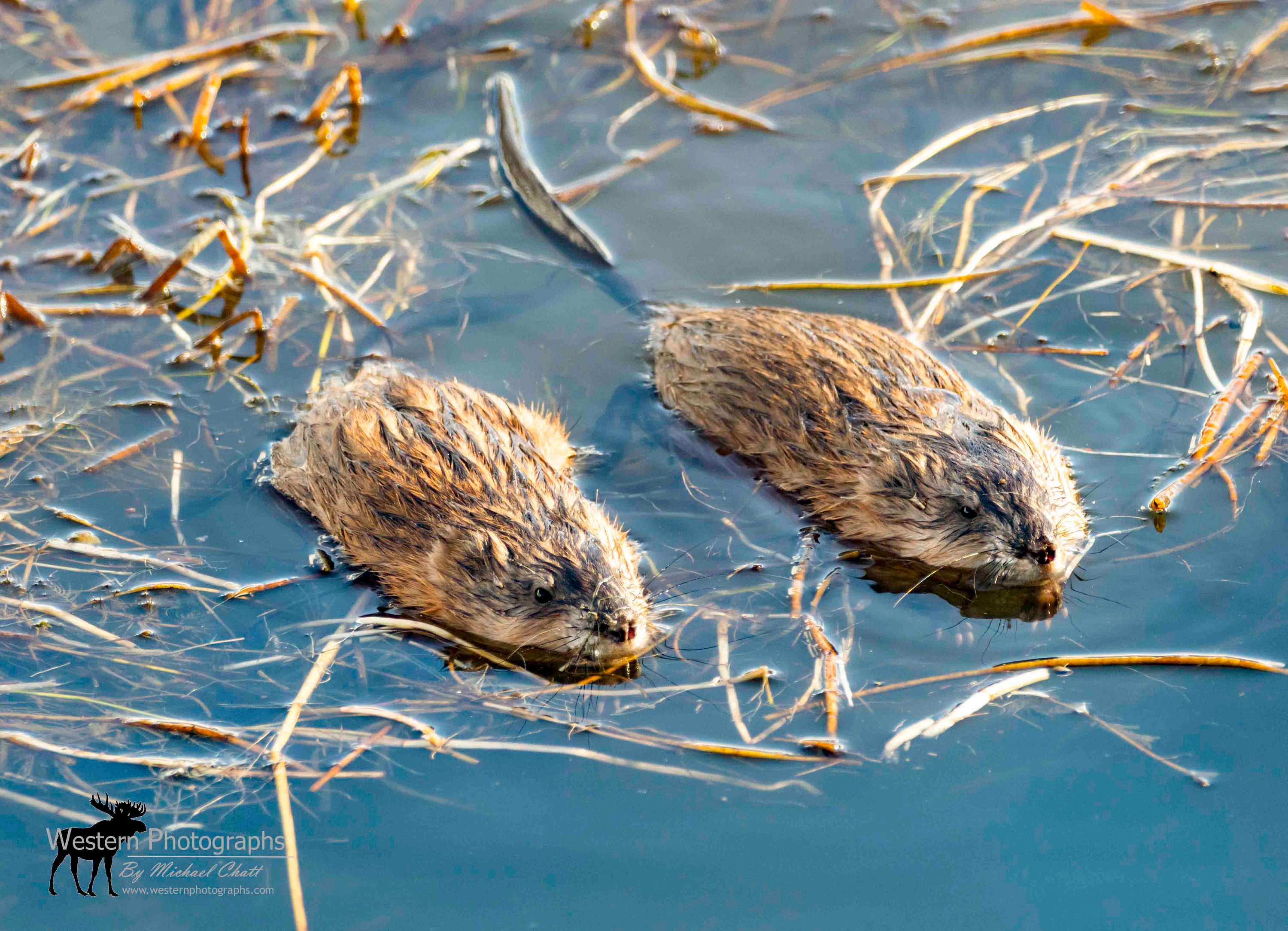Muskrat 2 Horizontal Photograph - Etsy