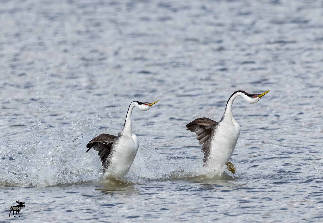 Western Grebes Dancing Horizontal Photograph - Etsy