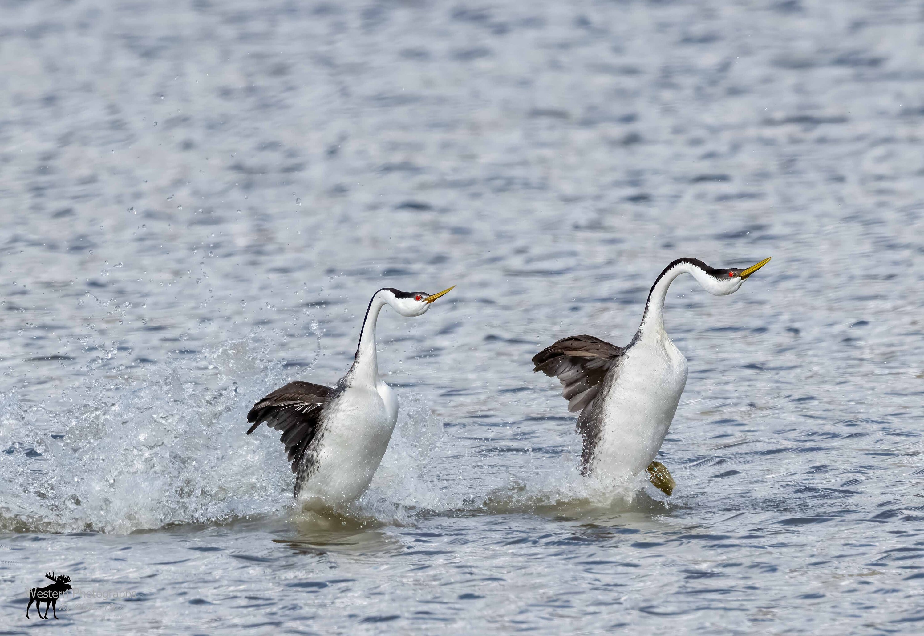 Western Grebes Dancing Horizontal Photograph - Etsy
