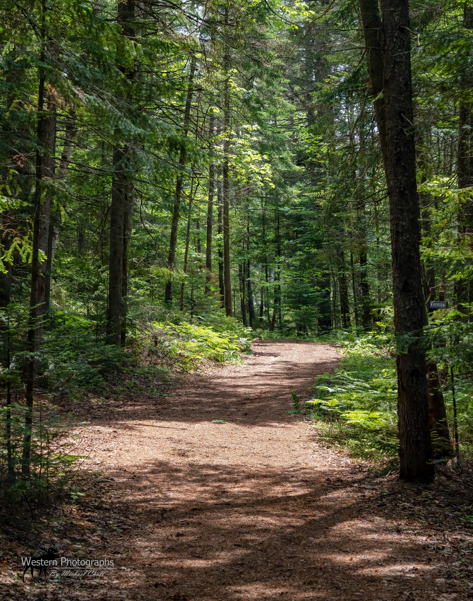Adirondack Hiking Trail Vertical Photograph - Etsy