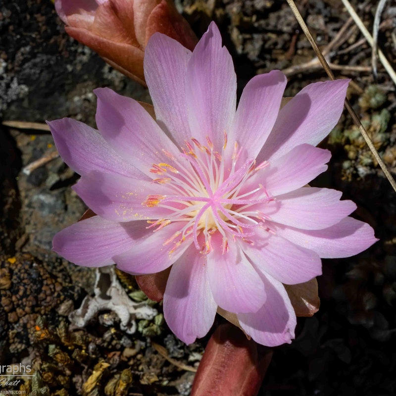 Bitterroot Flower - Etsy