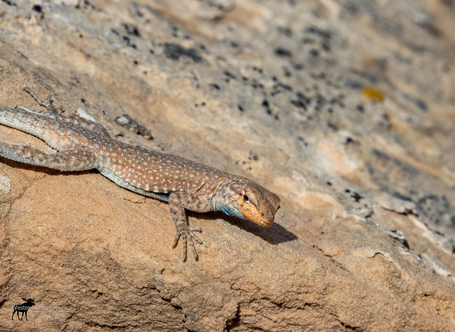 Side Blotched Lizard Horizontal Photograph - Etsy