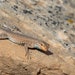 Side Blotched Lizard Horizontal Photograph - Etsy