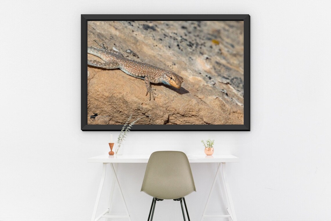 Side Blotched Lizard Horizontal Photograph - Etsy