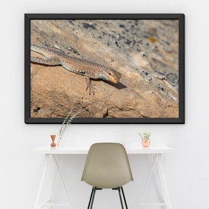 Side Blotched Lizard Horizontal Photograph - Etsy