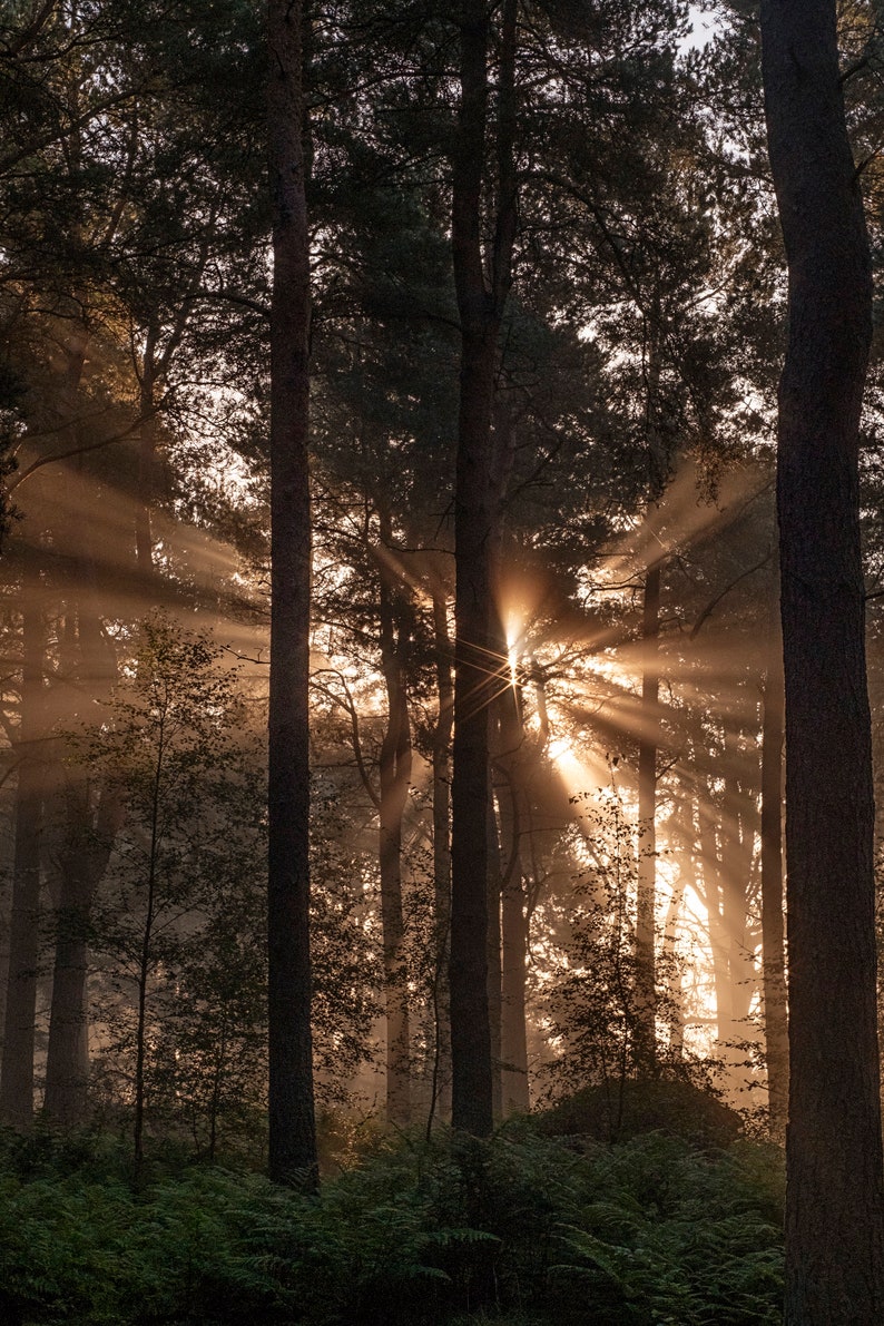 Twin Sunbursts / Light Ray / Scottish Woodland / Forest Photography ...