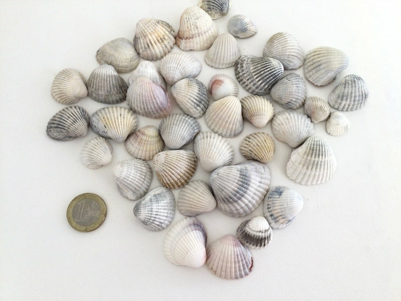 Grey Cockle Shells Mixed Size Shell Lot X 40 Home Decor - Etsy
