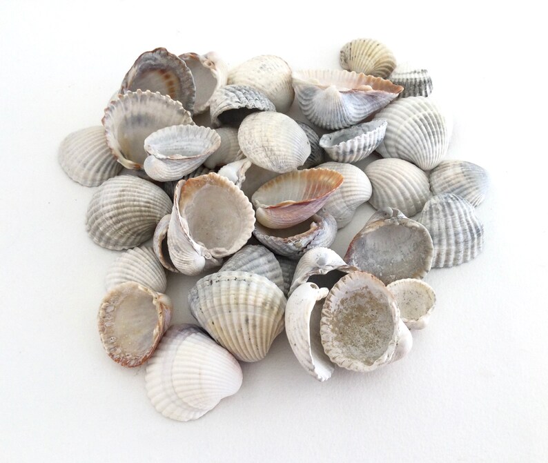 Grey Cockle Shells Mixed Size Shell Lot X 40 Home Decor - Etsy