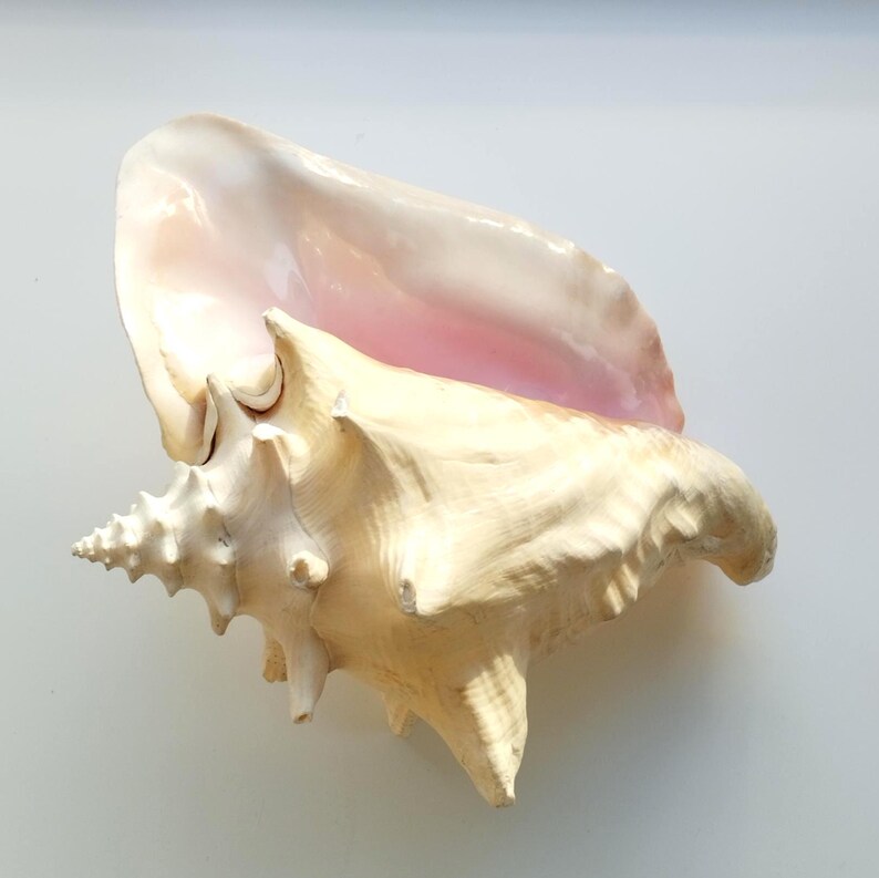 Queen Conch Shell 10'' - Natural Decor - Etsy