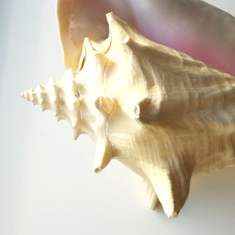 Queen Conch Shell 10'' - Natural Decor - Etsy