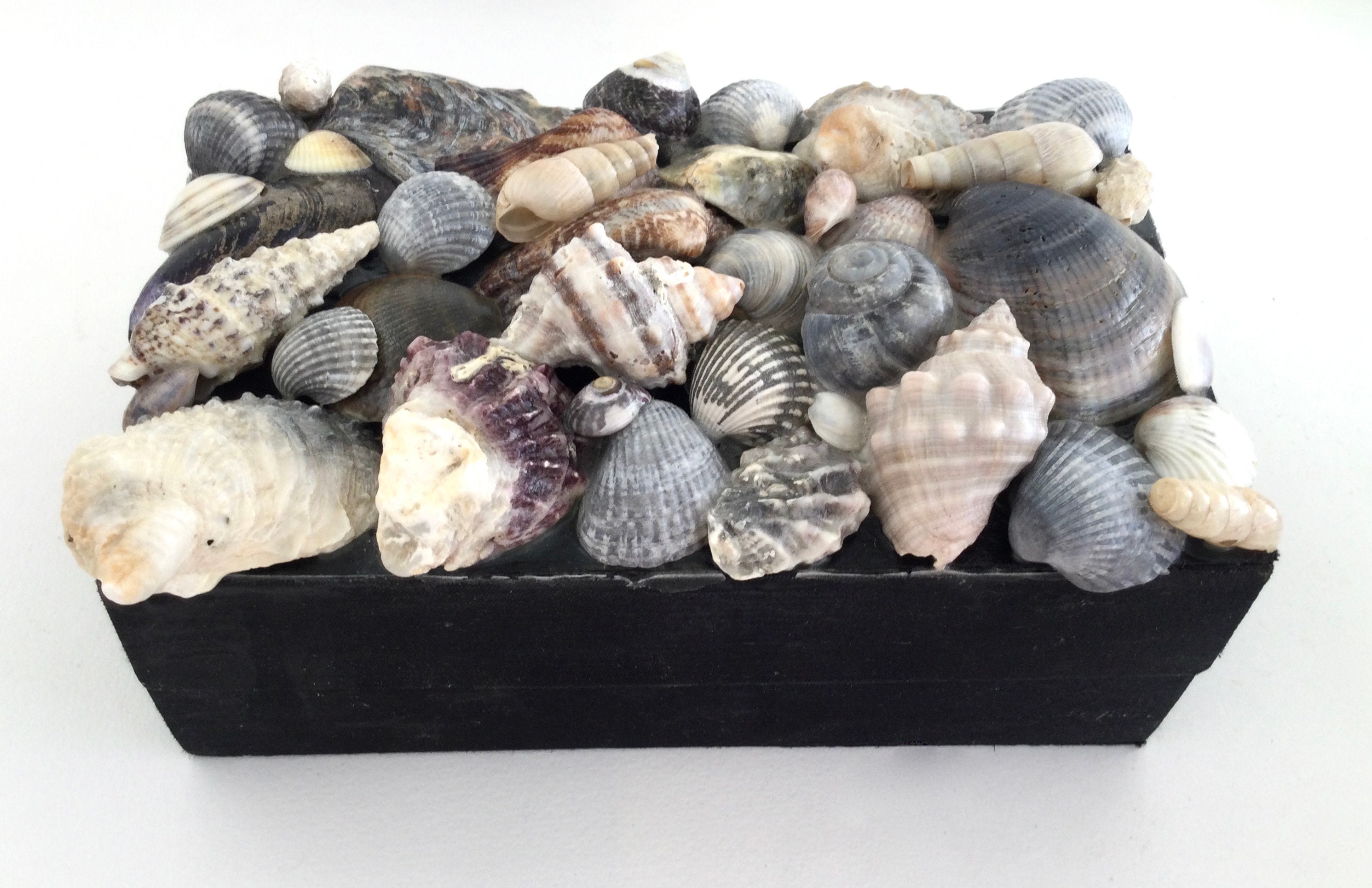 Upcycled Vintage Sea Shell Box in Black and Grey Jewellery, Trinket or ...